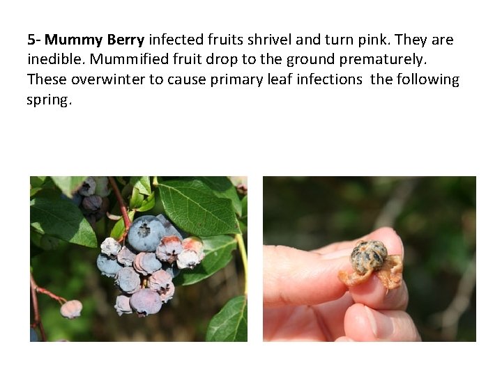 PHYSIOLOGICAL DISORDERS IN BLUEBERRY INTRODUCTION Scientific Name Vaccinium