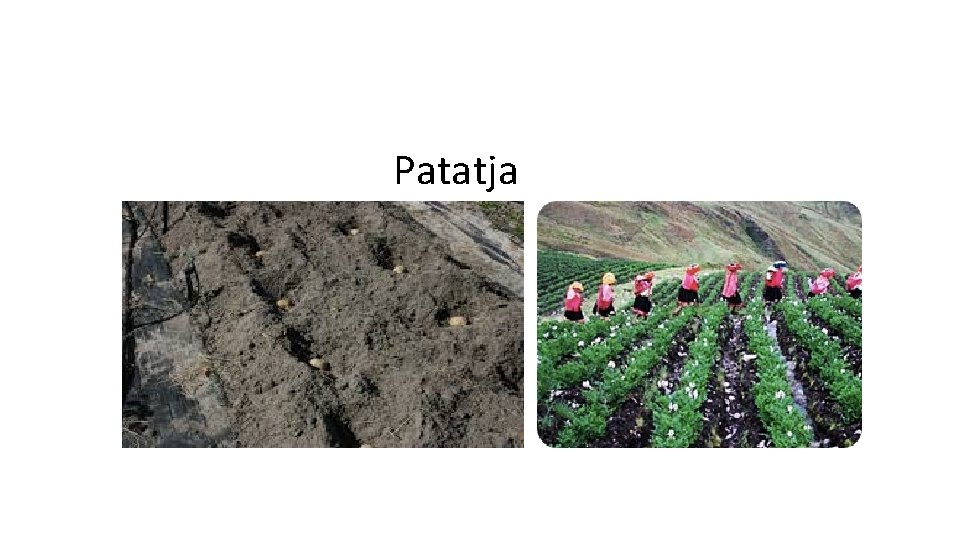 Lenda Bazat e Teknologjise Ushqimore 1 Profesoreshe Besa