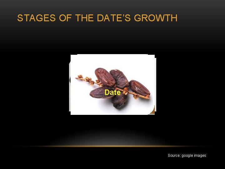 ARTICLE THE FRUIT OF DATE PALM ITS POSSIBLE