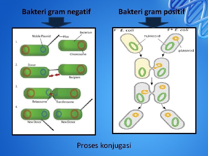 MORFOLOGI BAKTERI DAN JENIS PEWARNAAN BAKTERI MORFOLOGI BAKTERI