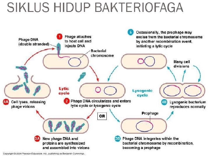 MORFOLOGI BAKTERI DAN JENIS PEWARNAAN BAKTERI MORFOLOGI BAKTERI