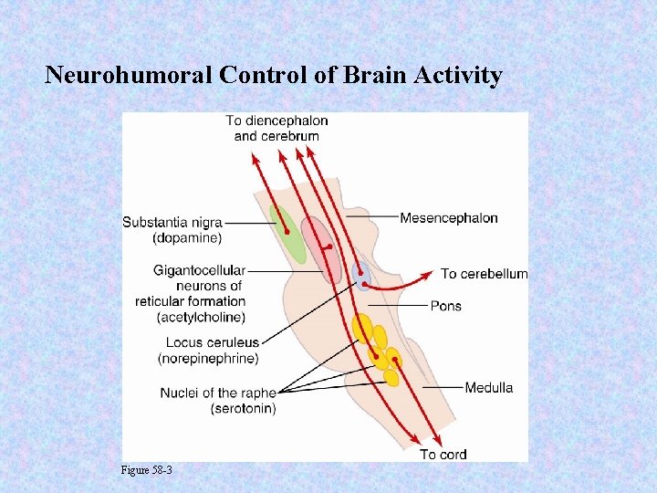 Chapter 58 Behavioral and Motivational Mechanisms of the
