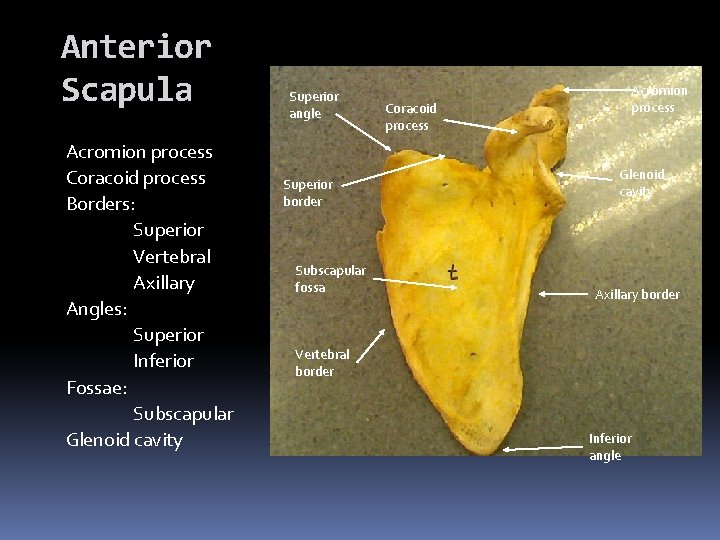 Glenohumeral shoulder Joint By Cameron Debbie Laura and