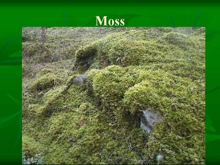 Plant Structures and Processes By MR E 5
