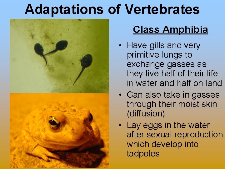The Vertebrates Phylum Chordata www onacd ca Major