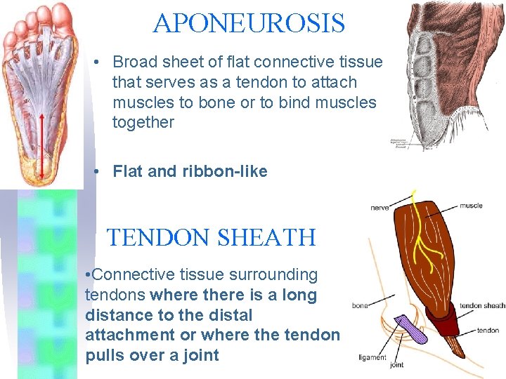 THE MUSCULAR SYSTEM CH 7 Strong fibrous white