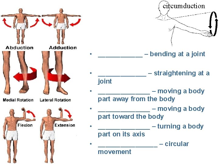 THE MUSCULAR SYSTEM CH 7 Strong fibrous white