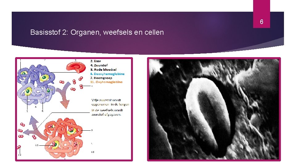 Basisstof 2 Organen weefsels en cellen 1 Basisstof