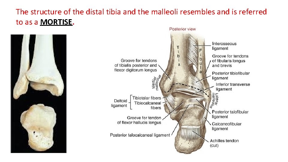 Ankle Joint talocruraltalotibialtibiotalartalar mortisetalar Jt RIMT ...