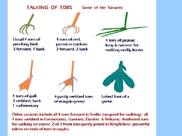PIGEON DISSECTION WHAT BODY PARTS DOES A BIRD