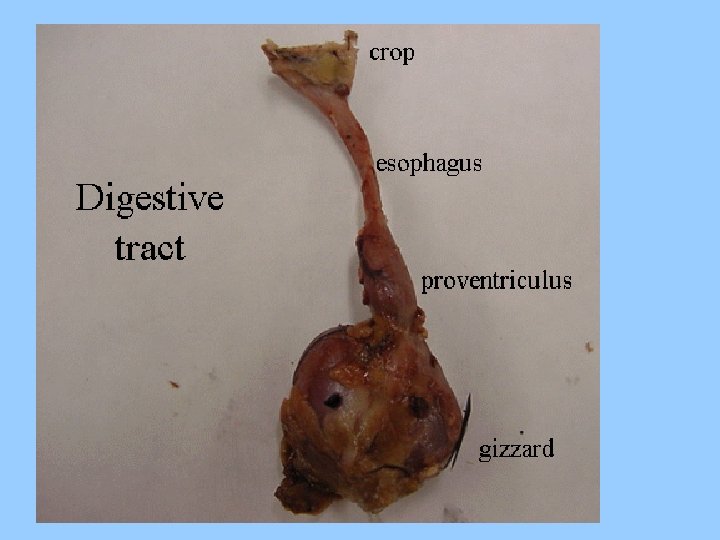 PIGEON DISSECTION WHAT BODY PARTS DOES A BIRD