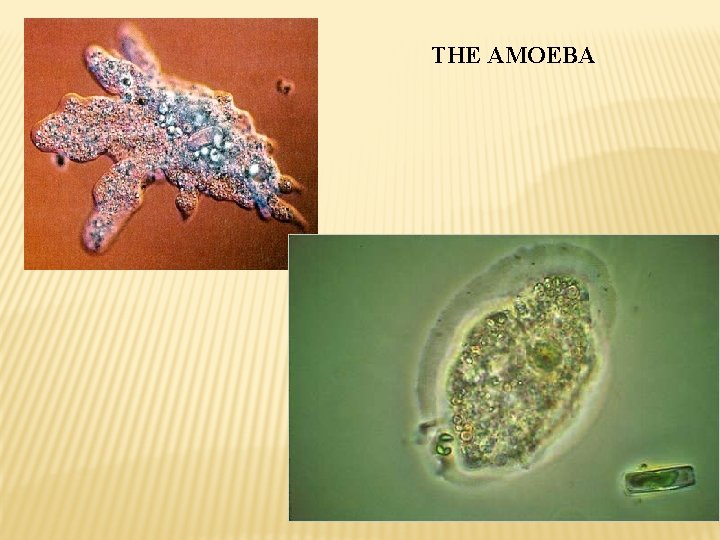 Topic 1 Its My Body Part 1 Cells