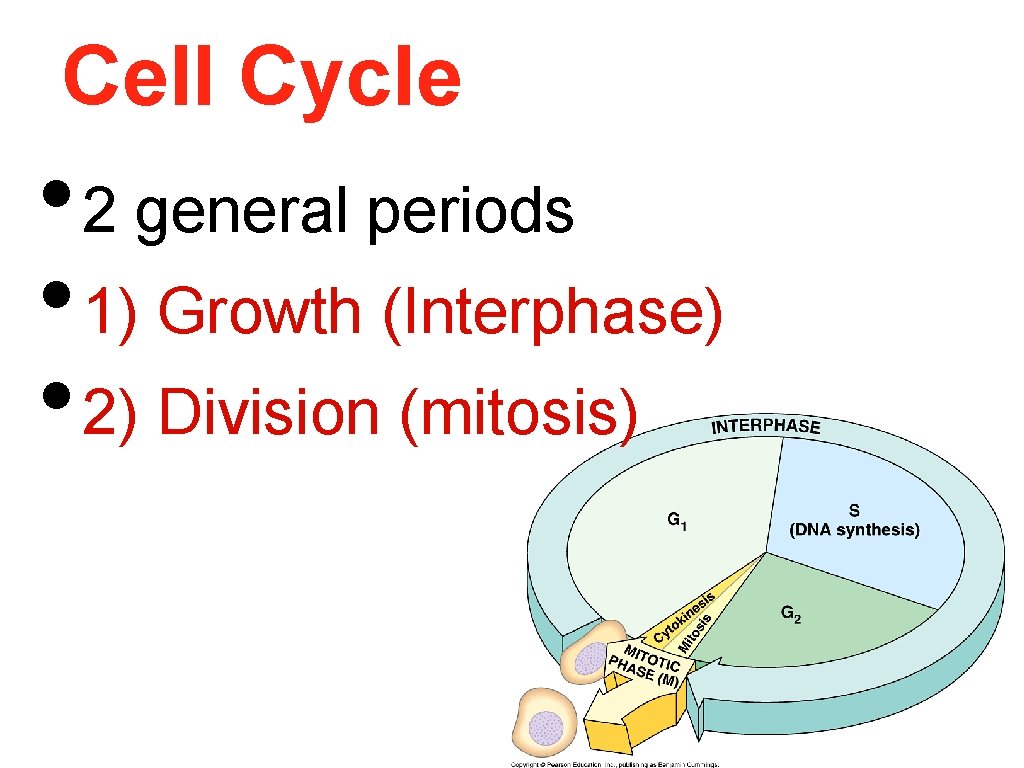 Cell Growth and Reproduction Cells grow and then