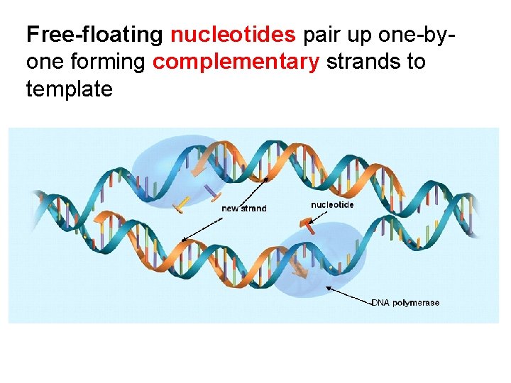 Replication Transcription Translation Structure of DNA 8 2