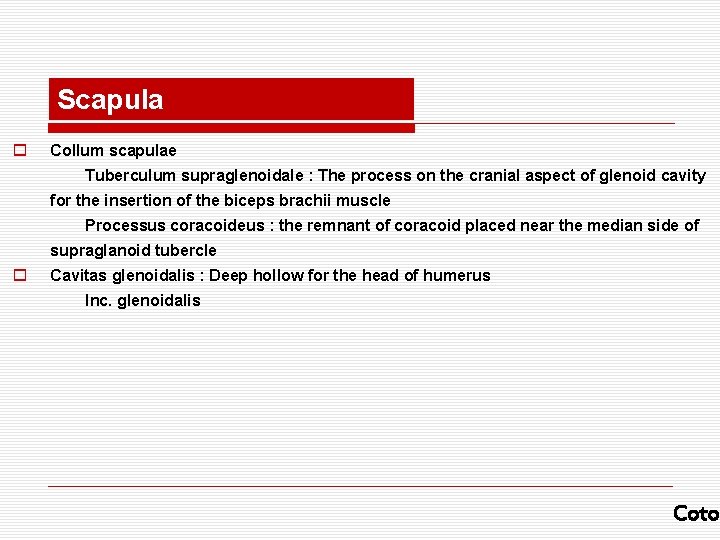 OSSA MEMBRI THORACICI Forelimb o The girdle Cingulum