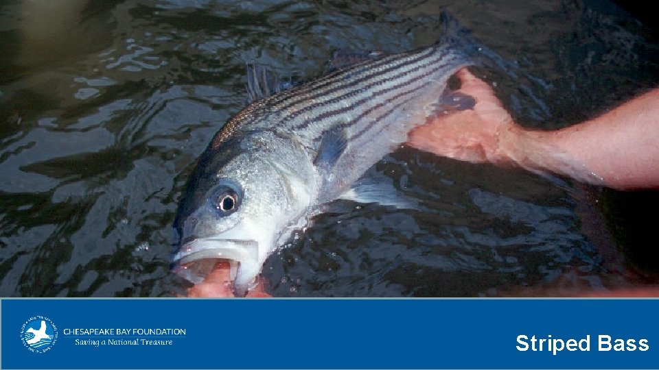 Charting the Course for Chesapeake Bay Striped Bass