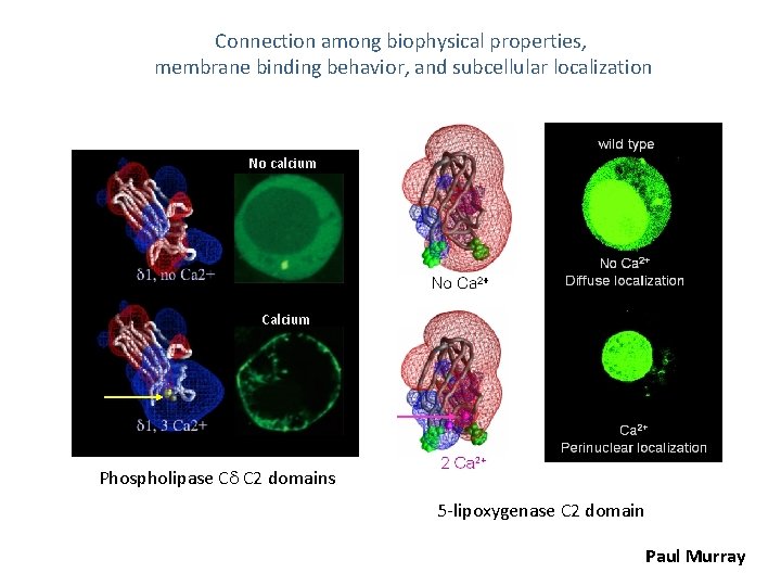 Lateral organization and electrostatic control of signaling Proteinmembrane