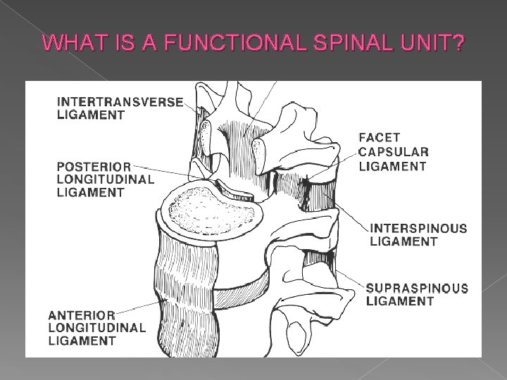 BIOMECHANICS OF THE SPINE FSU AND FREE BODY