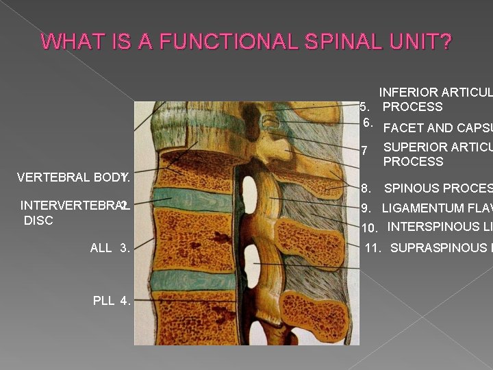 BIOMECHANICS OF THE SPINE FSU AND FREE BODY