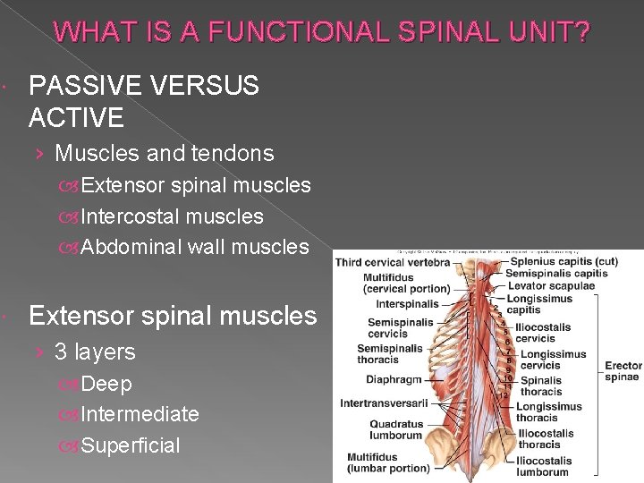 BIOMECHANICS OF THE SPINE FSU AND FREE BODY
