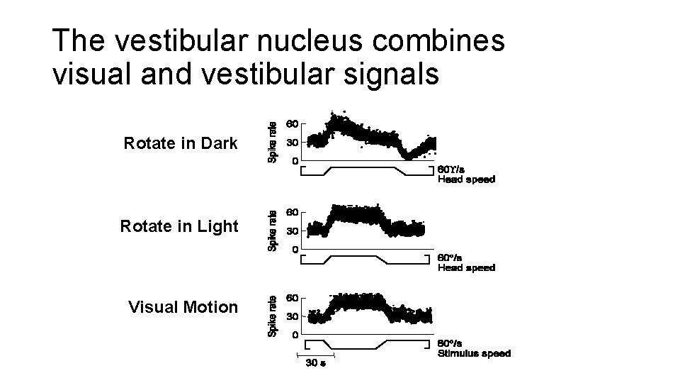 Vestibulocolic reflex The Horizontal Rotational Vestibuloocular Reflex Head