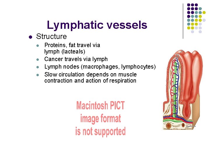 Human Anatomy and Physiology Lymphatic system Components l