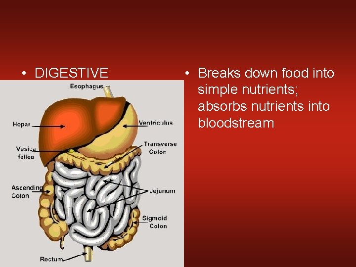 THE HUMAN BODY LEVELS OF ORGANIZATION CLASS NOTES