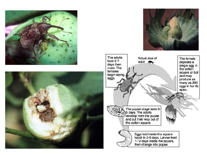ORDER Coleoptera Beetles Suborder Adephaga notopleural suture seam