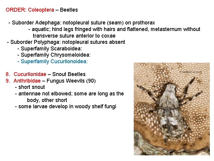 ORDER Coleoptera Beetles Suborder Adephaga notopleural suture seam