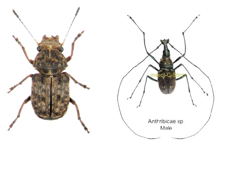 ORDER Coleoptera Beetles Suborder Adephaga notopleural suture seam