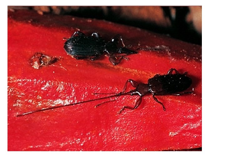 ORDER Coleoptera Beetles Suborder Adephaga notopleural suture seam