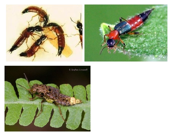 ORDER Coleoptera Beetles Suborder Adephaga notopleural suture seam