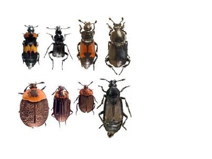 ORDER Coleoptera Beetles Suborder Adephaga notopleural suture seam