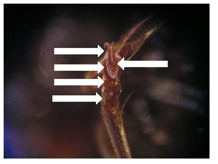 ORDER Coleoptera Beetles Suborder Adephaga notopleural suture seam