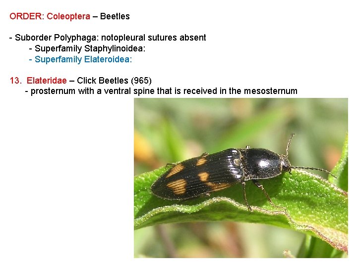 ORDER Coleoptera Beetles Suborder Adephaga notopleural suture seam
