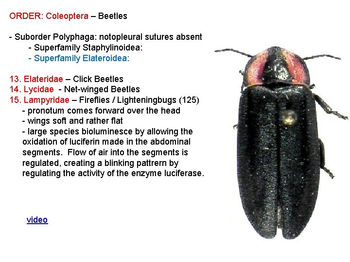 ORDER Coleoptera Beetles Suborder Adephaga notopleural suture seam