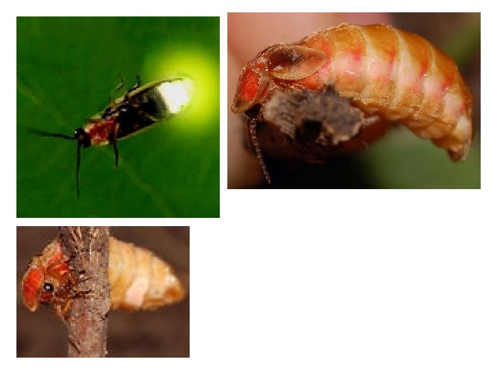 ORDER Coleoptera Beetles Suborder Adephaga notopleural suture seam