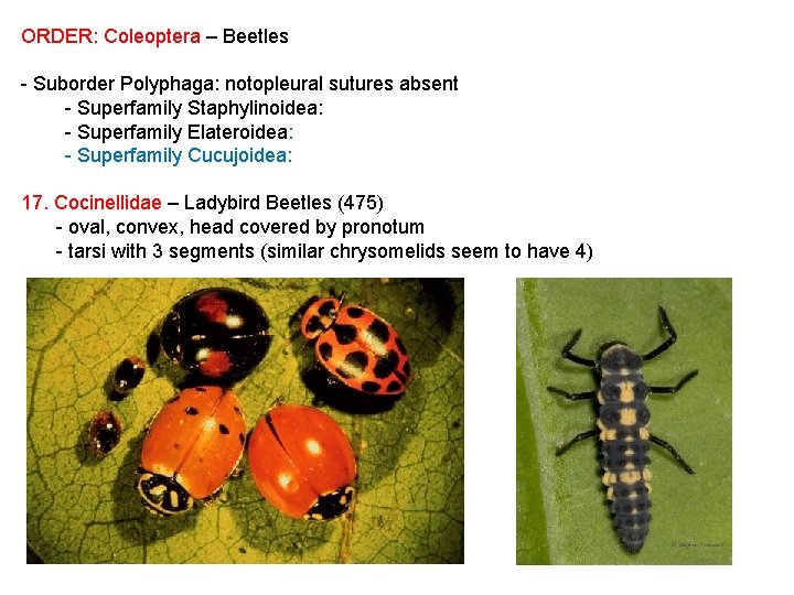 ORDER Coleoptera Beetles Suborder Adephaga notopleural suture seam