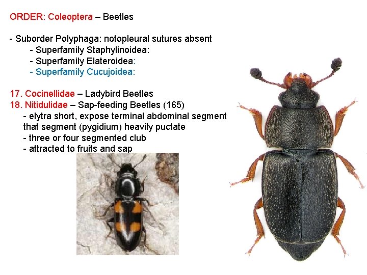 ORDER Coleoptera Beetles Suborder Adephaga notopleural suture seam