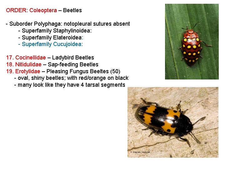 ORDER Coleoptera Beetles Suborder Adephaga notopleural suture seam