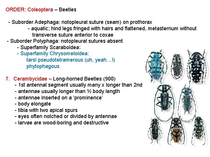ORDER Coleoptera Beetles Suborder Adephaga notopleural suture seam