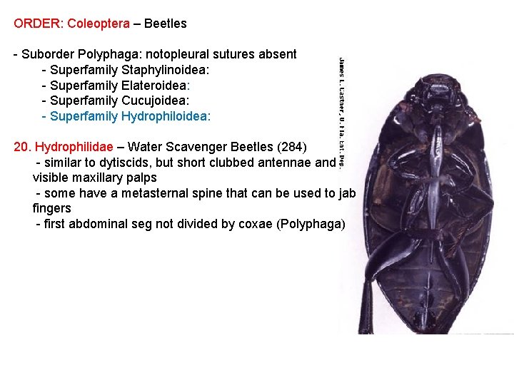 ORDER Coleoptera Beetles Suborder Adephaga notopleural suture seam