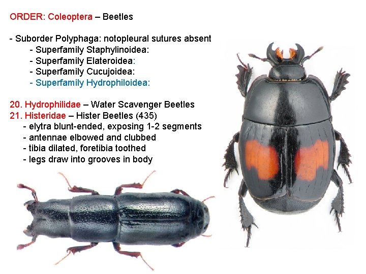 ORDER Coleoptera Beetles Suborder Adephaga notopleural suture seam