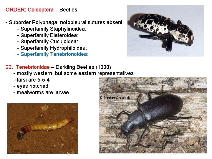 ORDER Coleoptera Beetles Suborder Adephaga notopleural suture seam