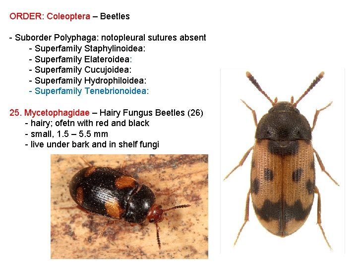 ORDER Coleoptera Beetles Suborder Adephaga notopleural suture seam