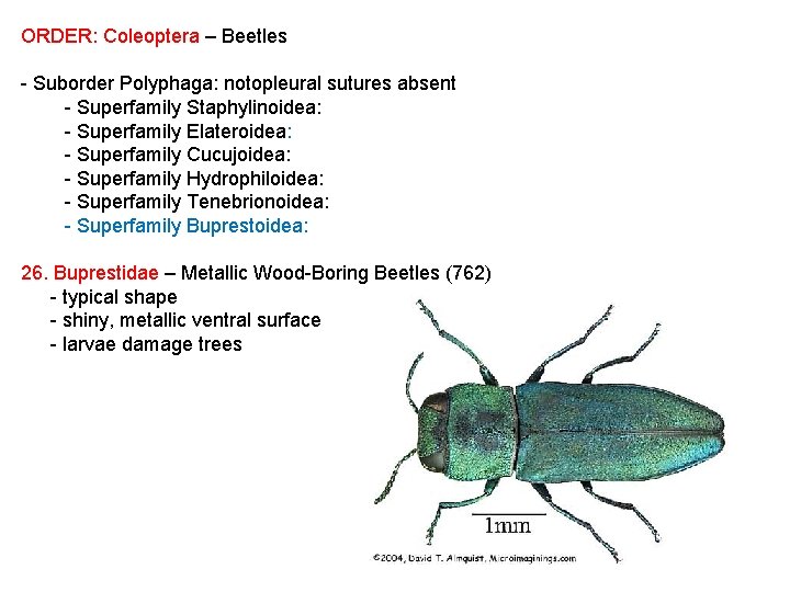 ORDER Coleoptera Beetles Suborder Adephaga notopleural suture seam