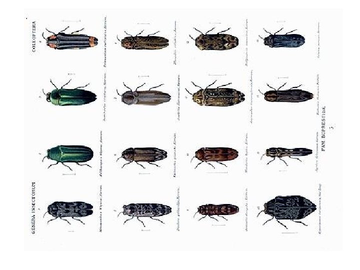 ORDER Coleoptera Beetles Suborder Adephaga notopleural suture seam