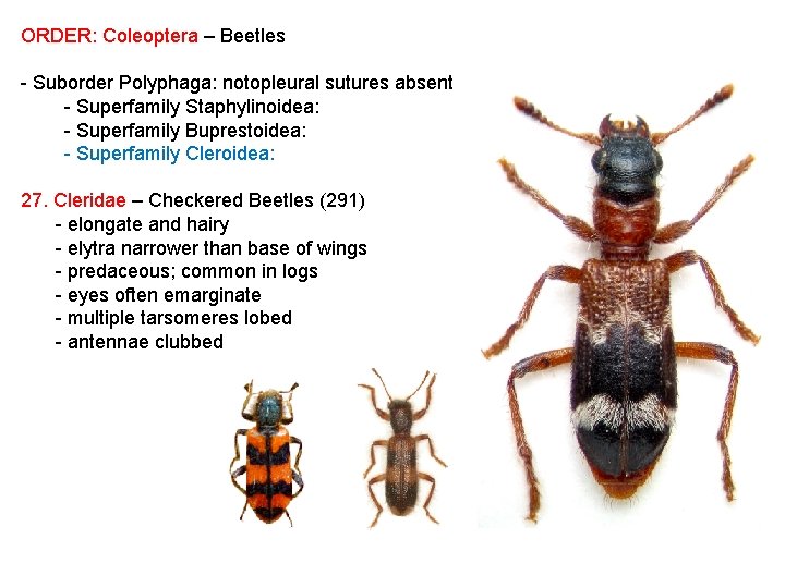 ORDER Coleoptera Beetles Suborder Adephaga notopleural suture seam