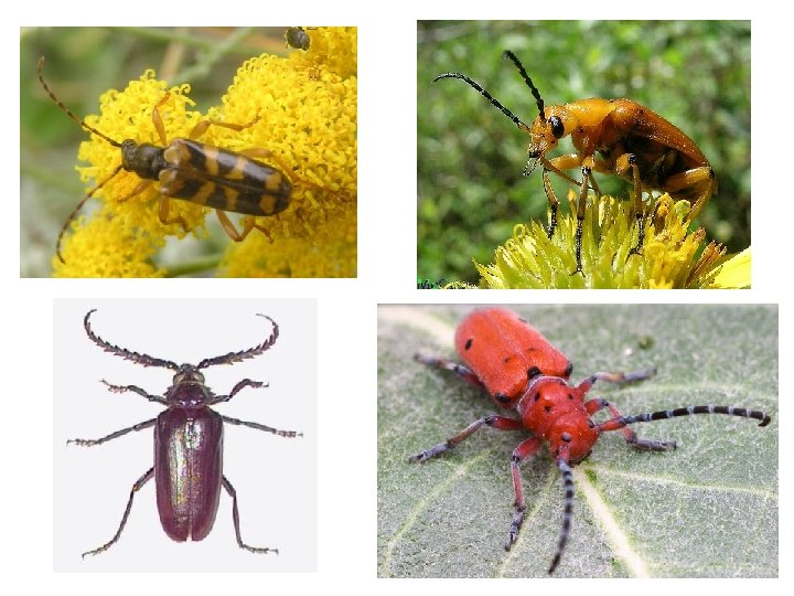 ORDER Coleoptera Beetles Suborder Adephaga notopleural suture seam