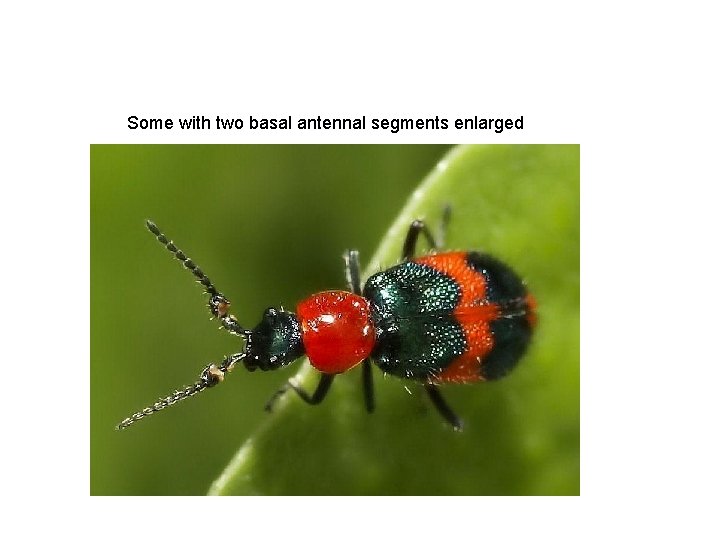 ORDER Coleoptera Beetles Suborder Adephaga notopleural suture seam